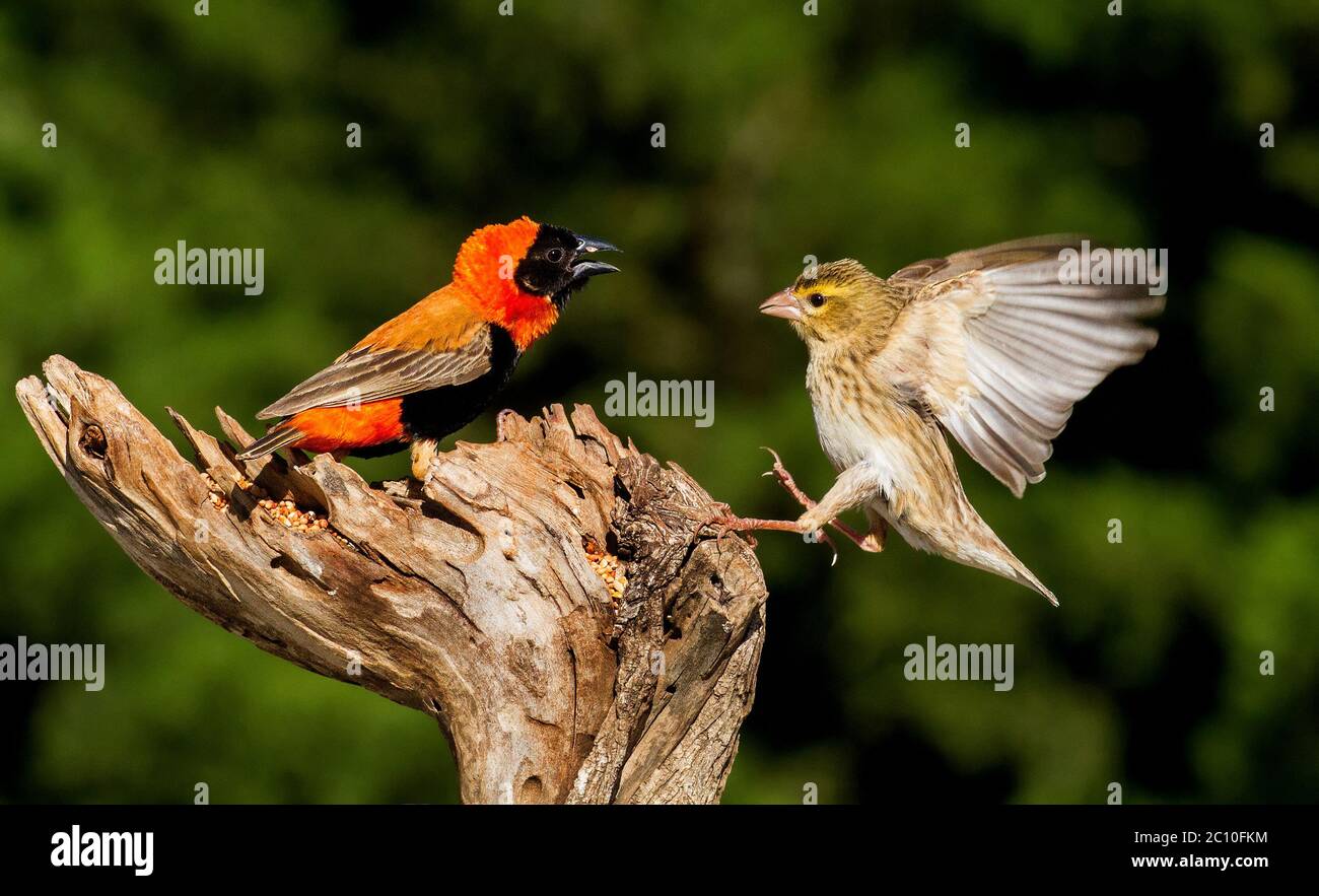 garden bird interaction Stock Photo - Alamy