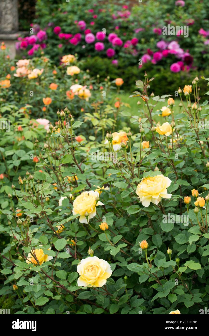 Rose cultivars growing at a garden in rural Shropshire, England, UK ...