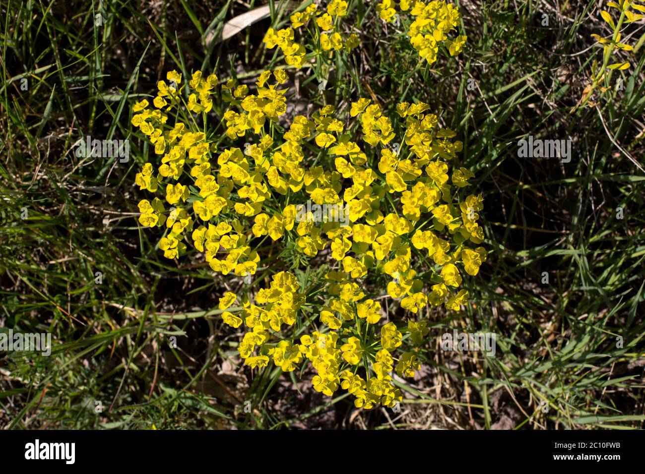 Broom shrub close up of flowers Stock Photo - Alamy