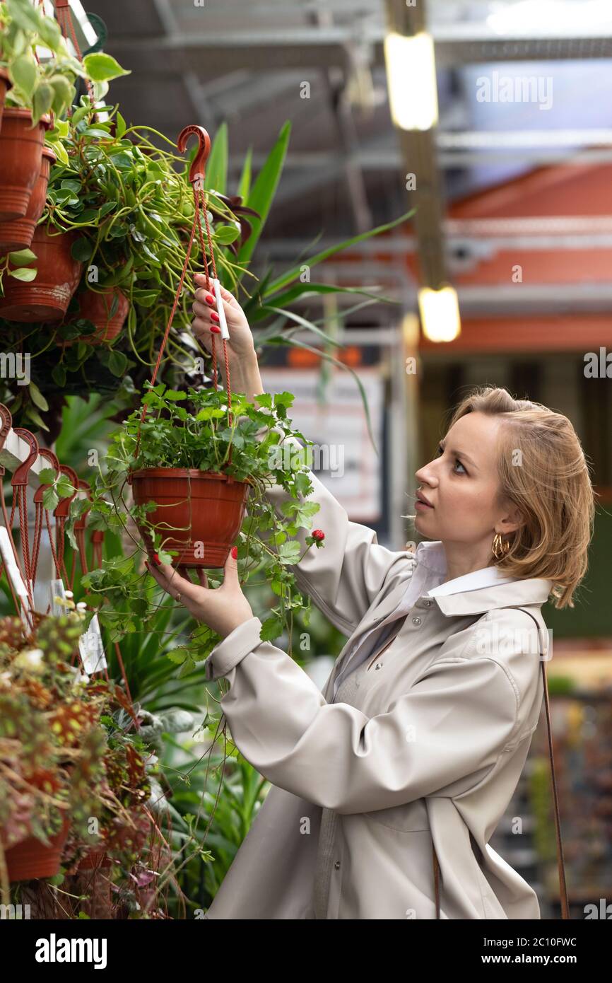 Woman choosing Duchesnea indica houseplant for her home/apartment in ...