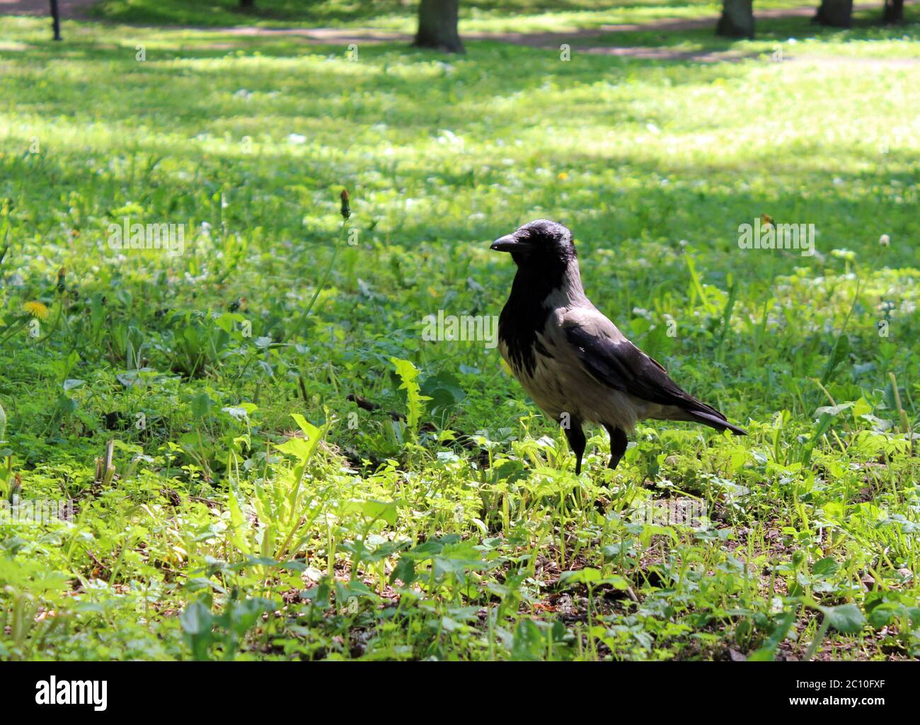 Crow corvus cornix eurasian bird hi-res stock photography and images ...