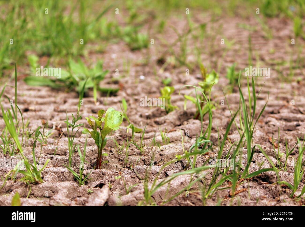 Wheel tracks in the mud, detail footprints car Stock Photo - Alamy
