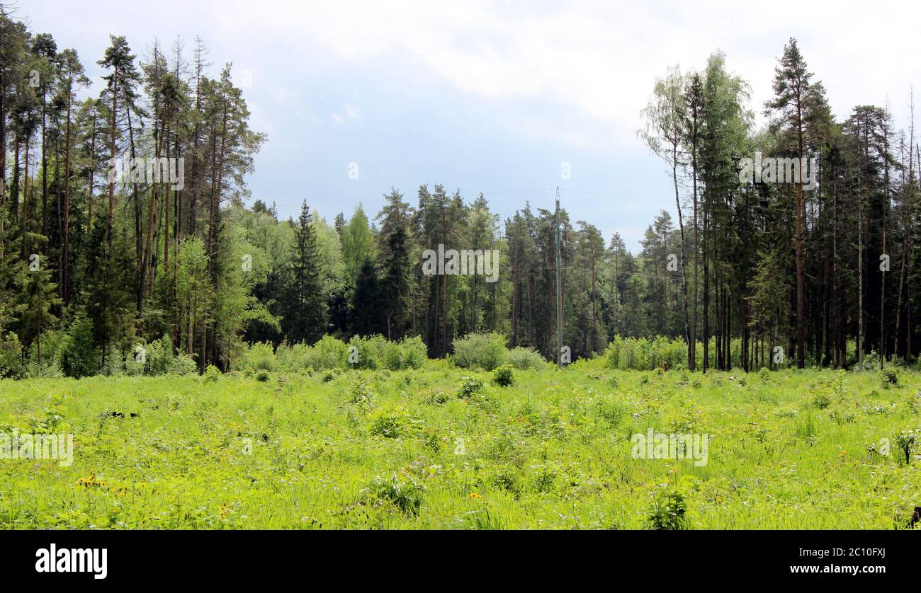Mixed forest with sun shining through the trees Stock Photo - Alamy