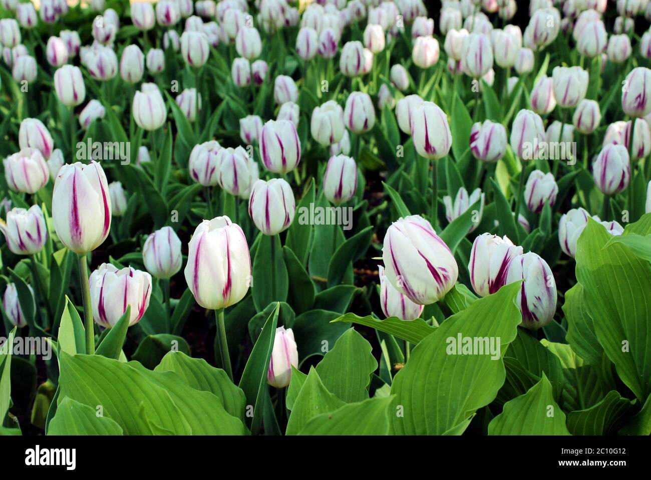 White tulips garden hi-res stock photography and images - Alamy