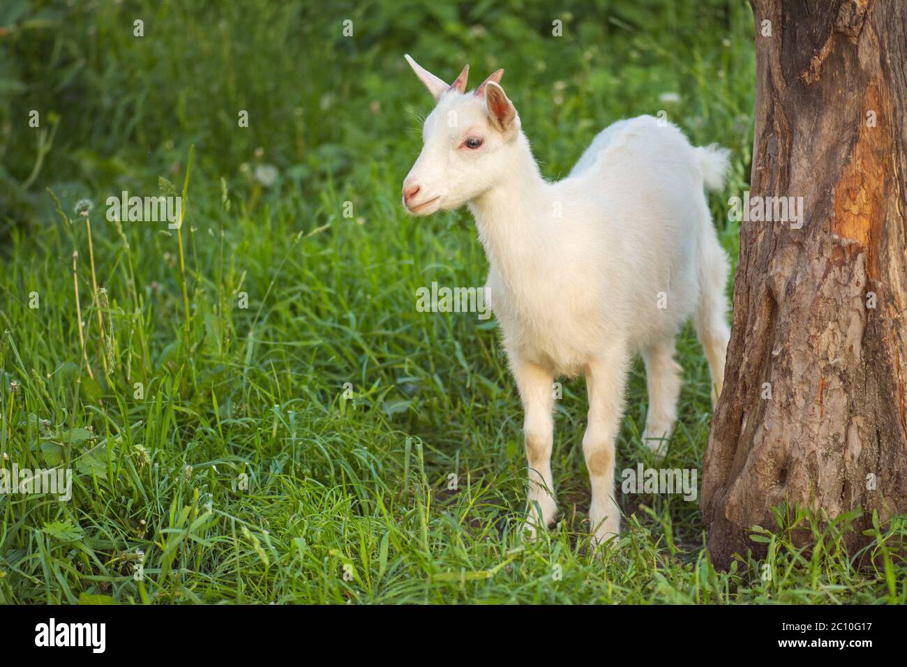 Little kid goat on warm spring day. Childhood goats on farm. Beautiful ...