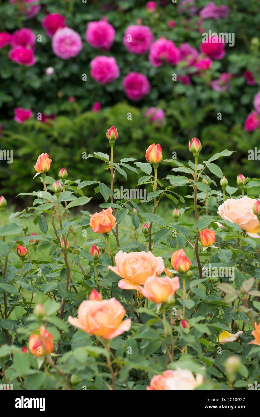 Rose cultivars growing at a garden in rural Shropshire, England, UK ...