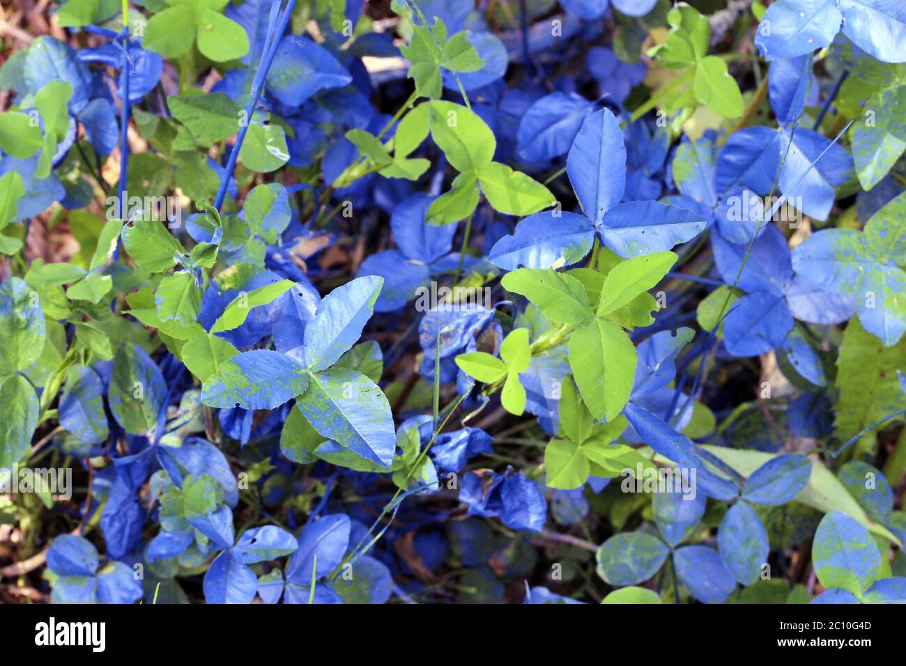 clover leaves painted blue paint Stock Photo - Alamy