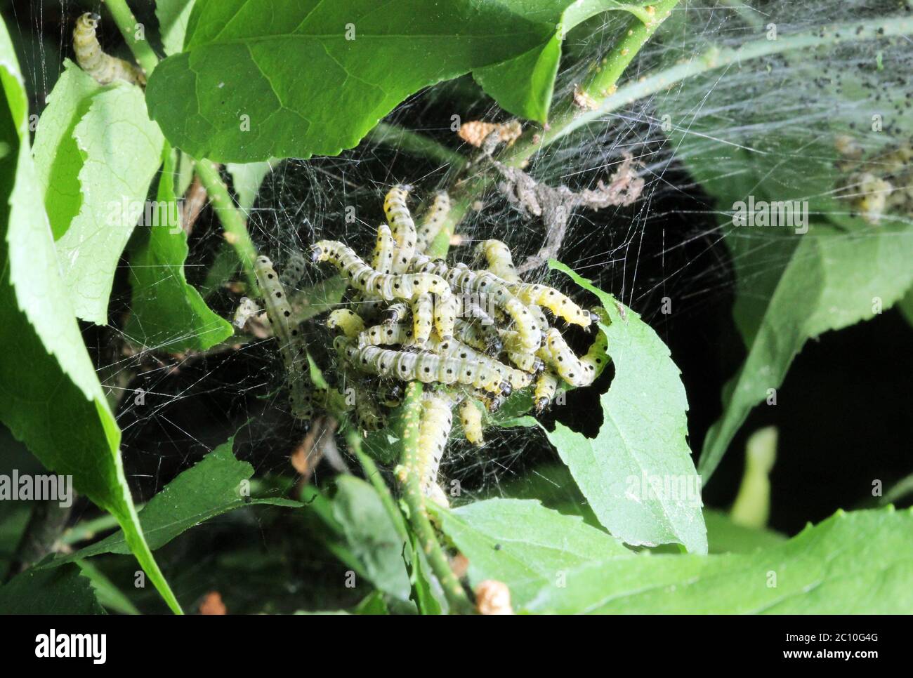 caterpillars codling moth Stock Photo - Alamy