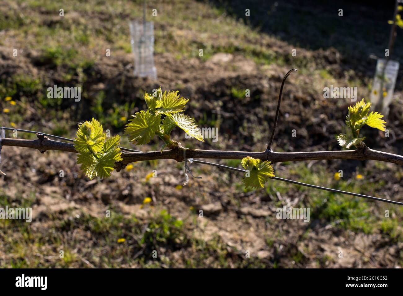 Sprout vine hi-res stock photography and images - Alamy
