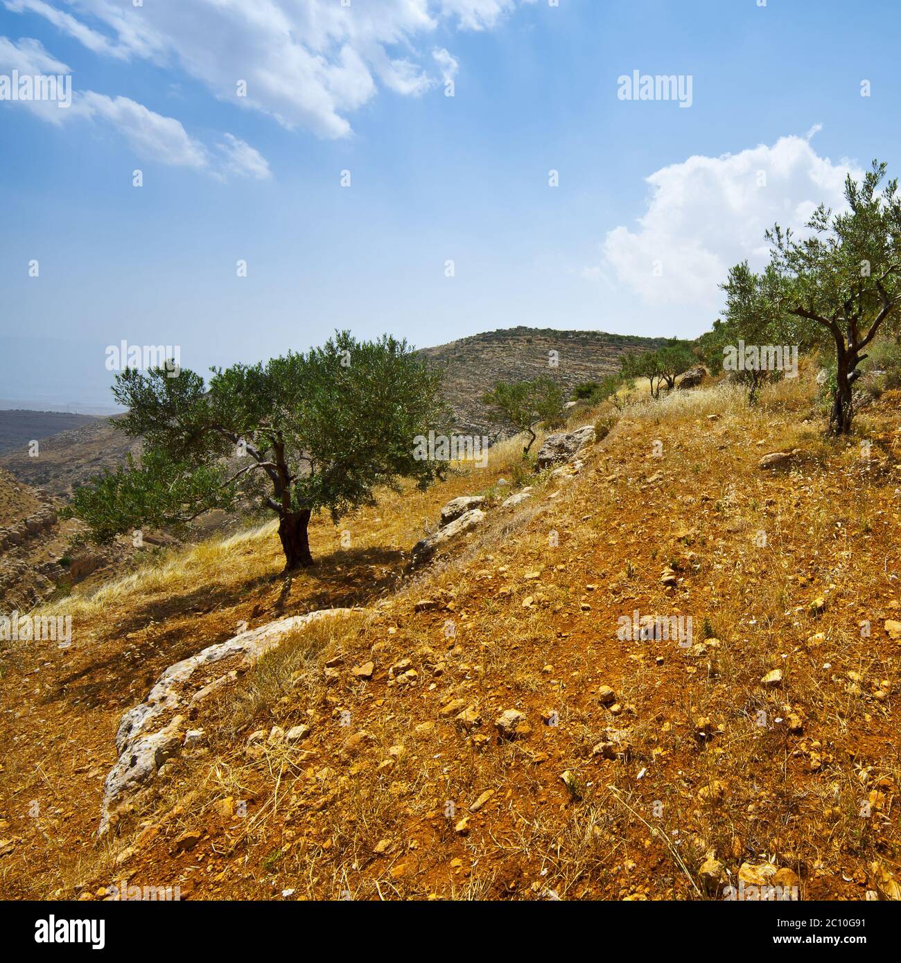 Desert olive tree middle east hi-res stock photography and images - Alamy