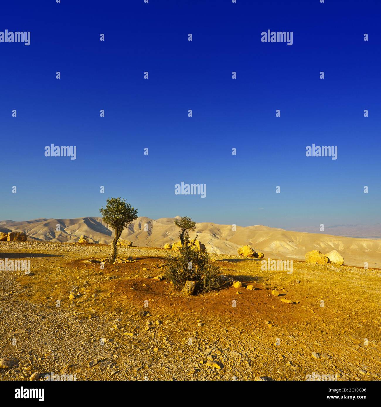 Desert olive tree hi-res stock photography and images - Alamy