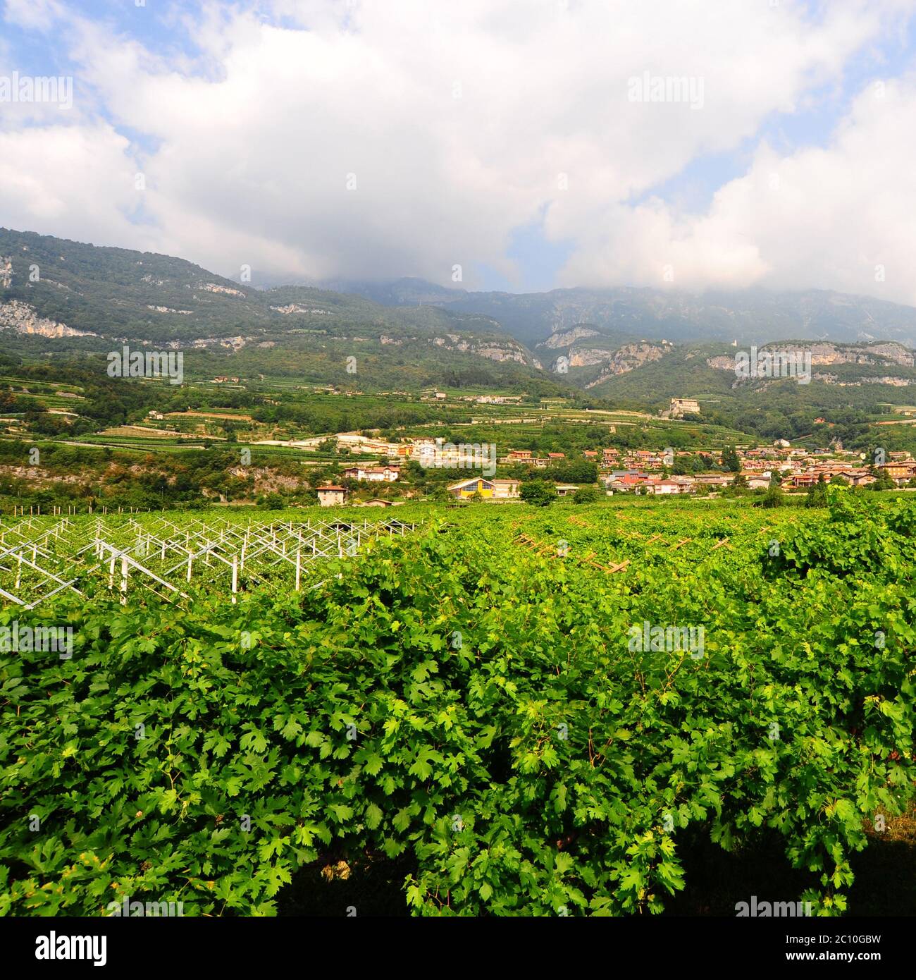 Italian forest vine hi-res stock photography and images - Alamy