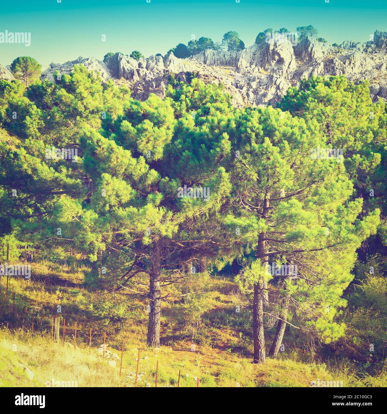 Canyon and coniferous forest hi-res stock photography and images - Alamy