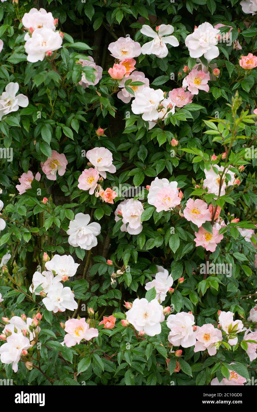Rose cultivars growing at a garden in rural Shropshire, England, UK ...