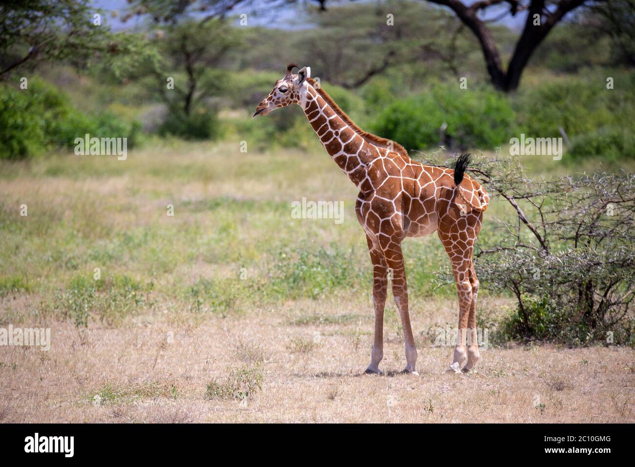 Giraffe walking between bush hi-res stock photography and images - Alamy