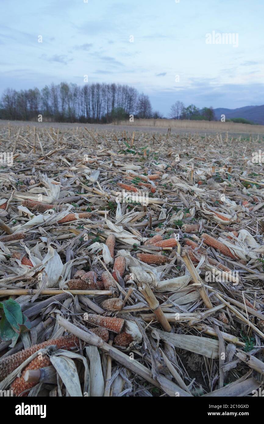 Maiz de campo hi-res stock photography and images - Alamy