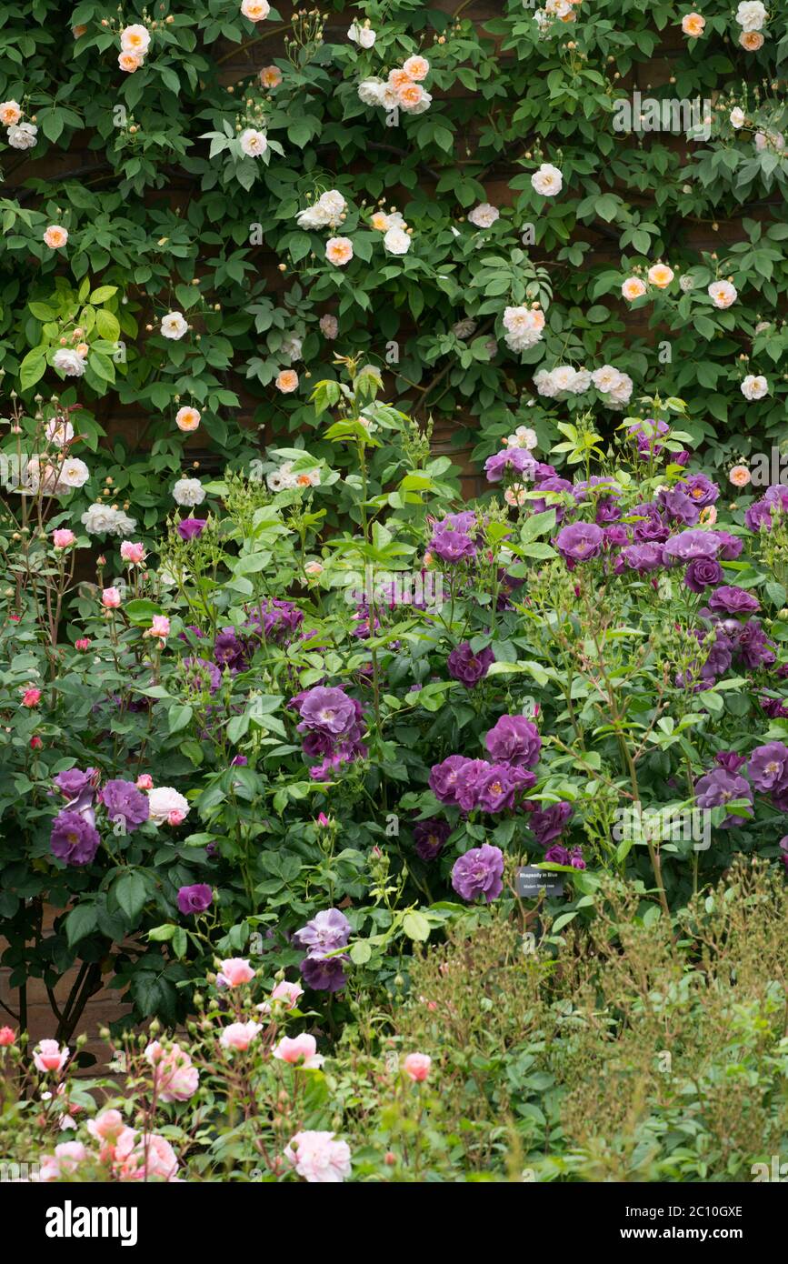 Rose cultivars growing at a garden in rural Shropshire, England, UK ...