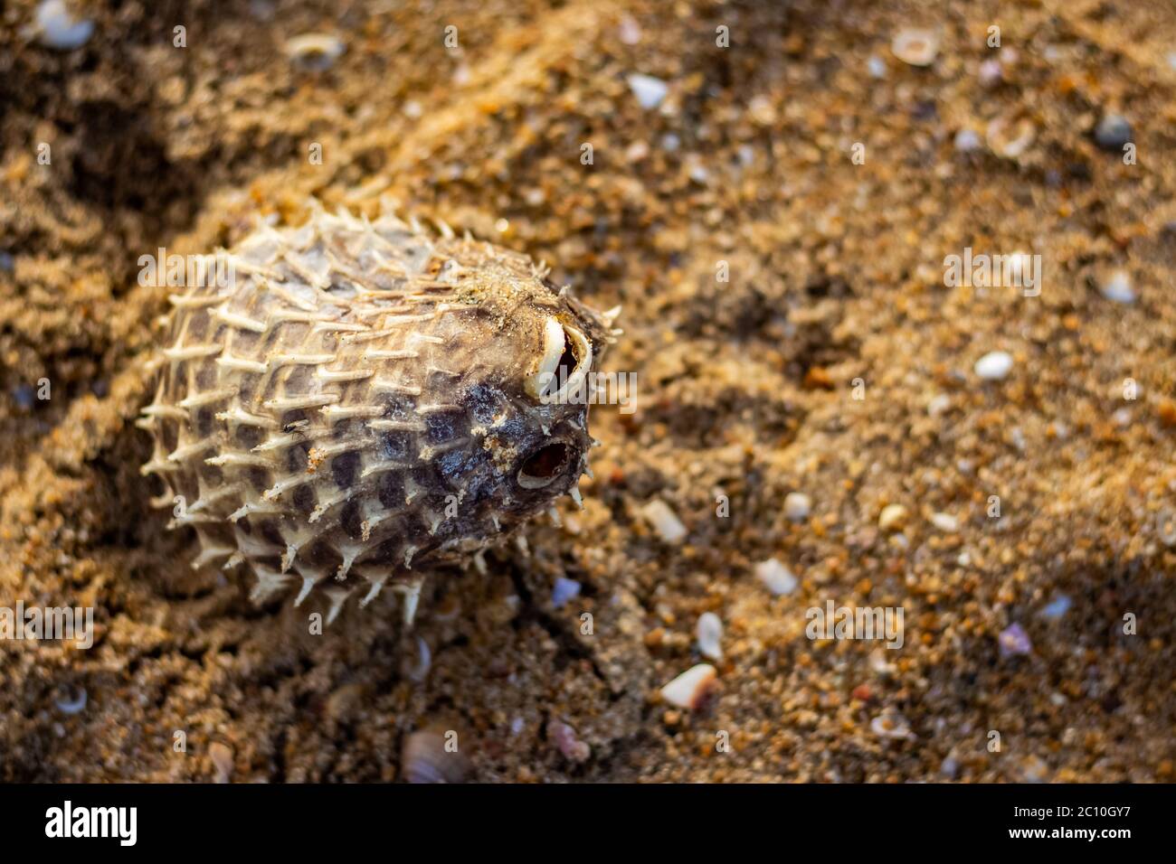 Dead Puffer Fish Washed up on Beach. Long-spine porcupinefish also know ...