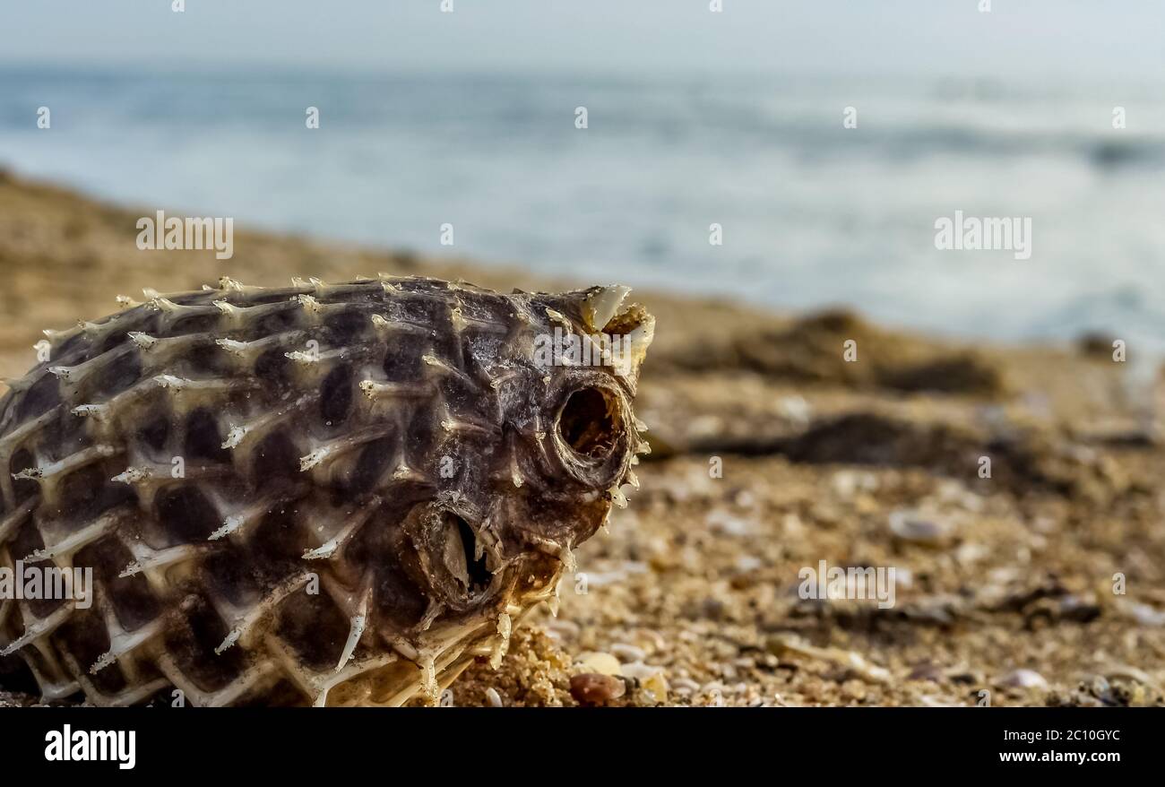Dead Puffer Fish Washed up on Beach. Long-spine porcupinefish also know ...