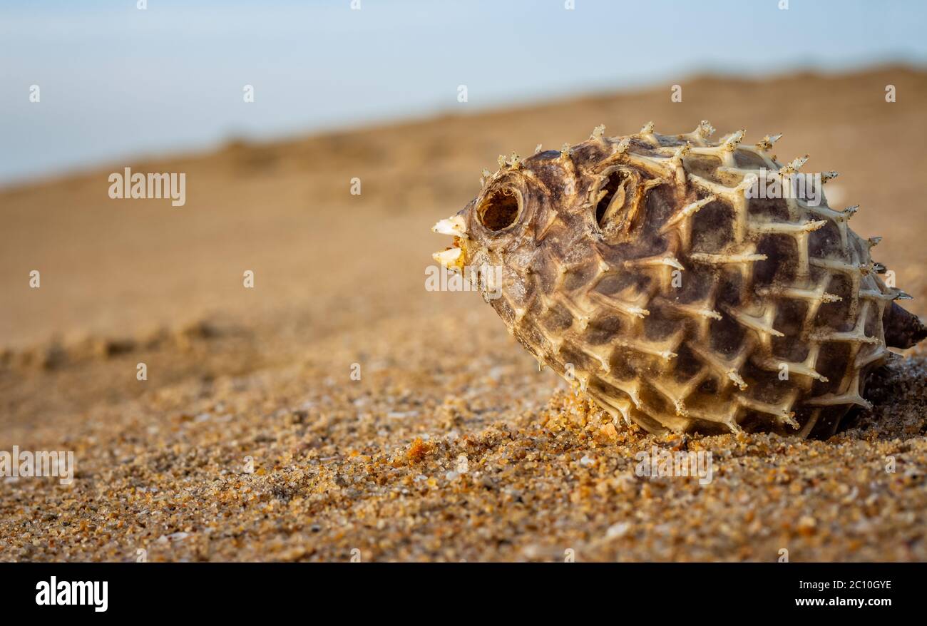 Dead Puffer Fish Washed up on Beach. Long-spine porcupinefish also know ...