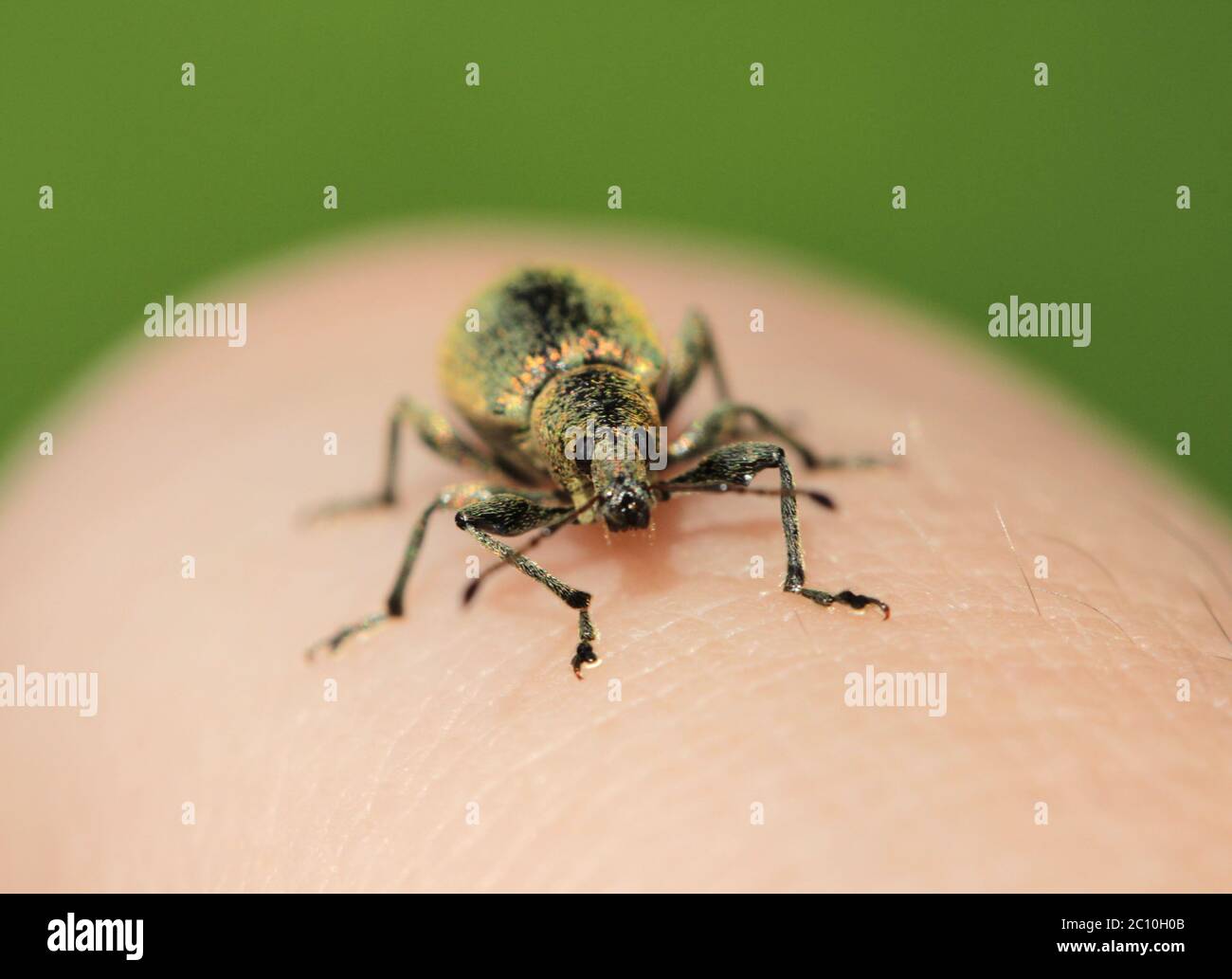 Boll weevil hi-res stock photography and images - Alamy