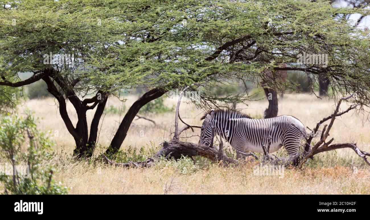 A grevy zebra standing under the tree in the Samburu National park ...