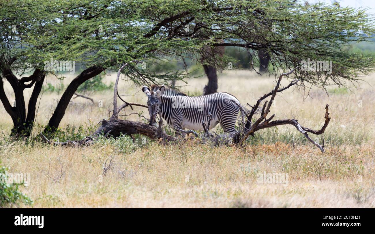 A grevy zebra standing under the tree in the Samburu National park ...
