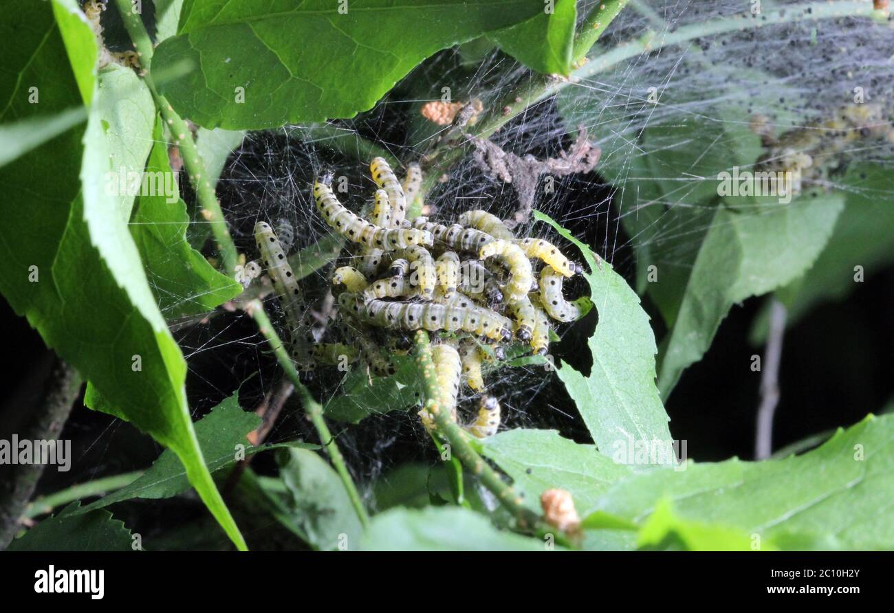 caterpillars codling moth Stock Photo - Alamy