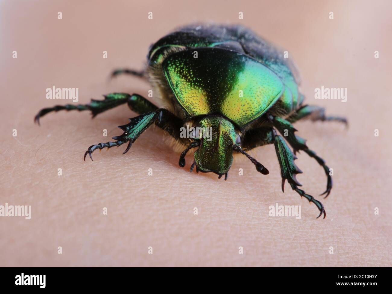 Green beetle hi-res stock photography and images - Alamy