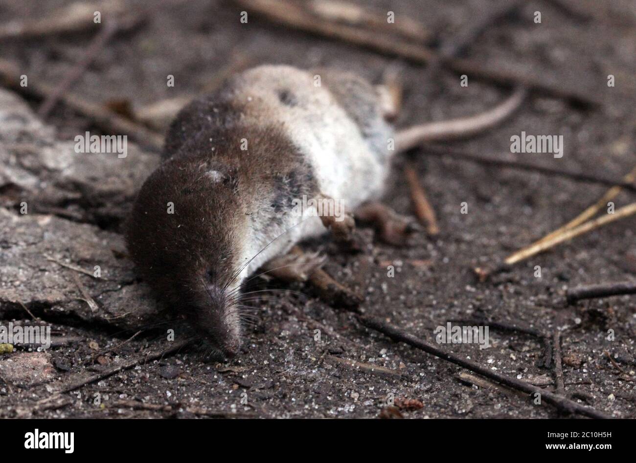 Pygmy shrew hi-res stock photography and images - Alamy