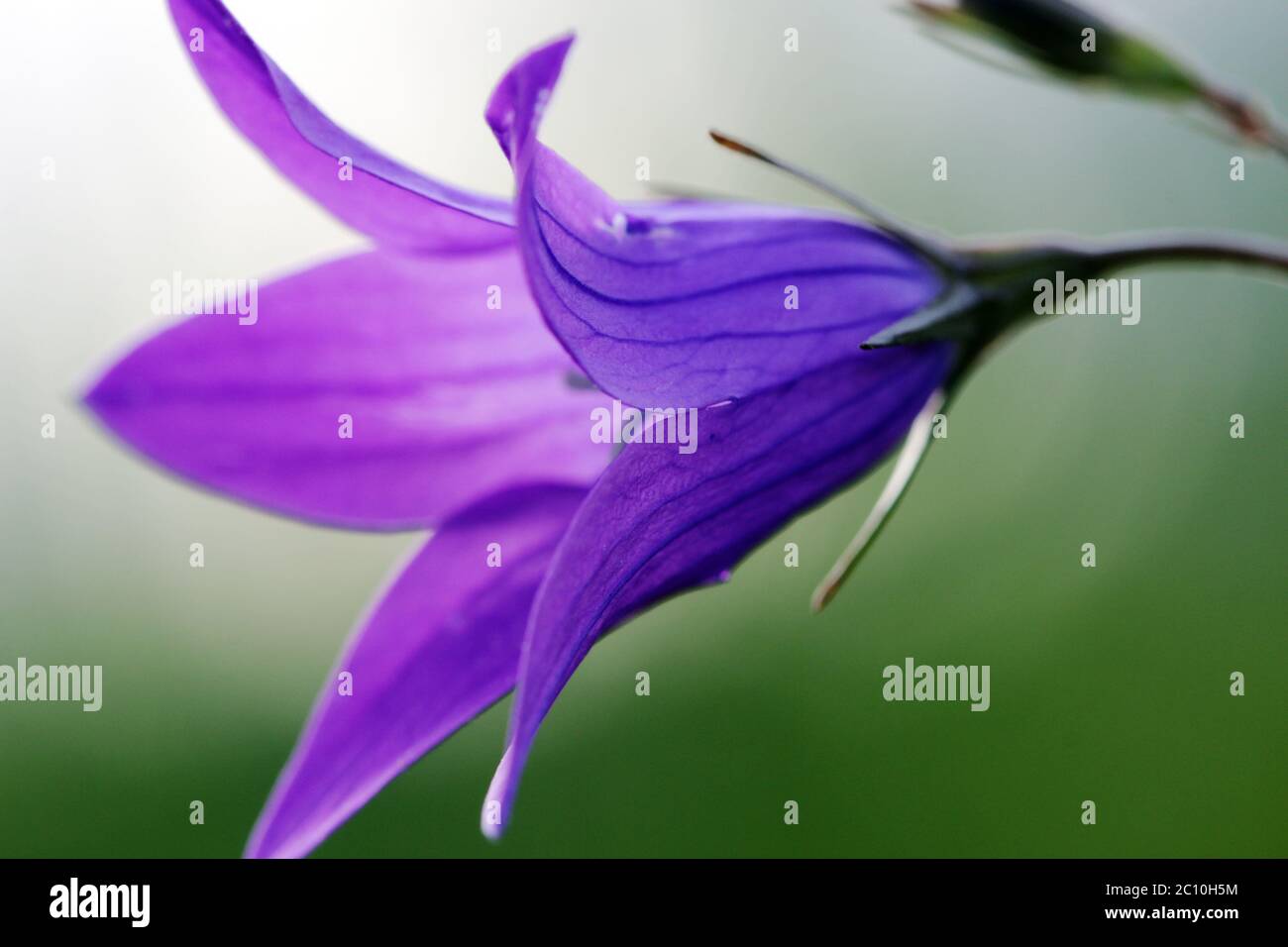 Bell flower campanula hi-res stock photography and images - Alamy