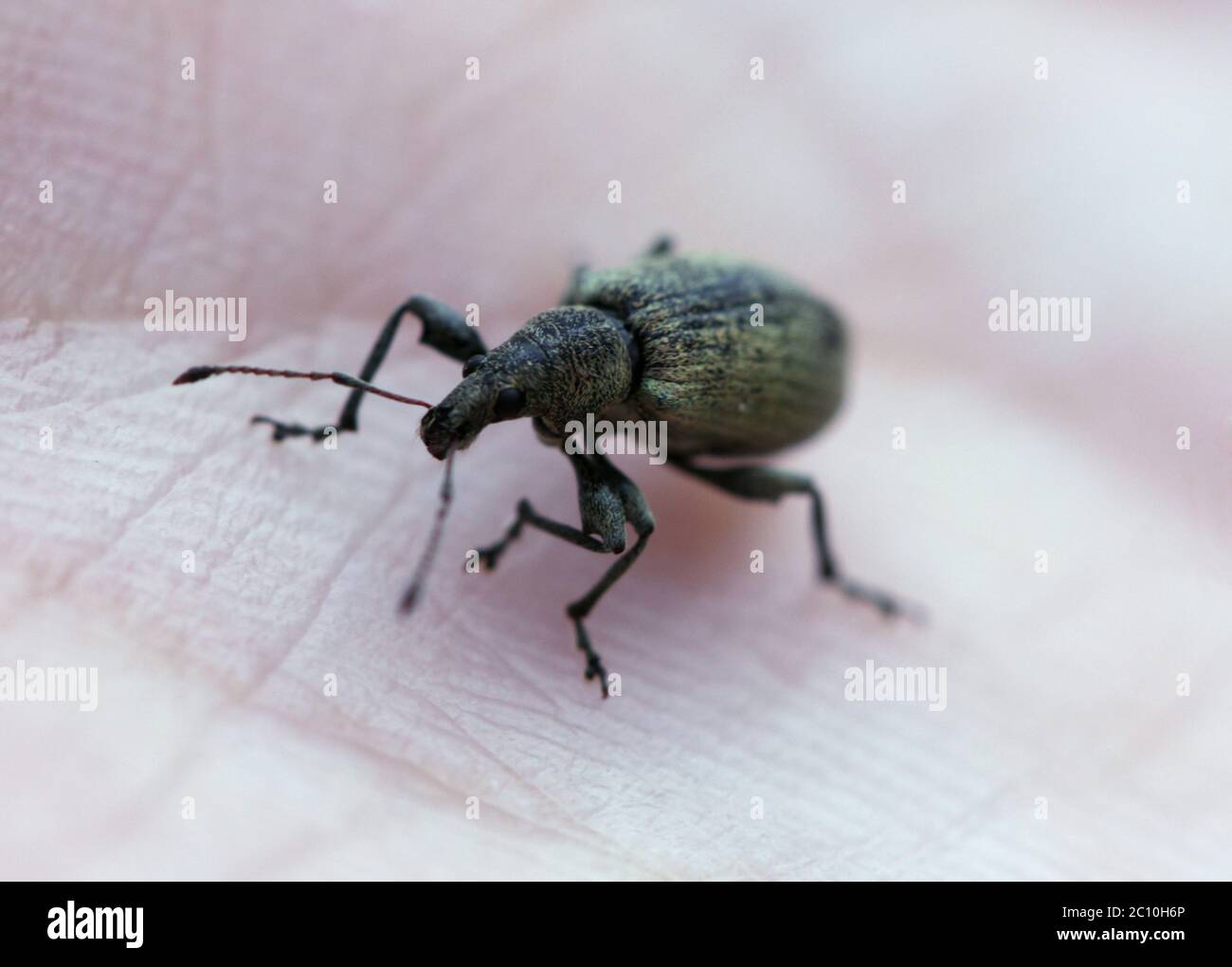 weevil is crawling on a hand Stock Photo - Alamy