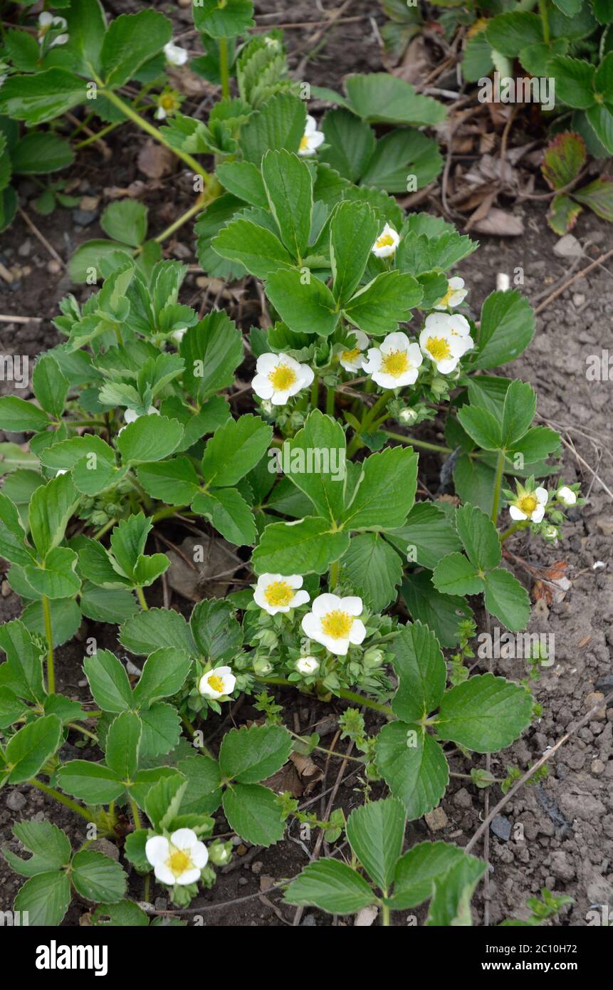 Strawberry Flowers, April, England, UK Stock Photo - Alamy