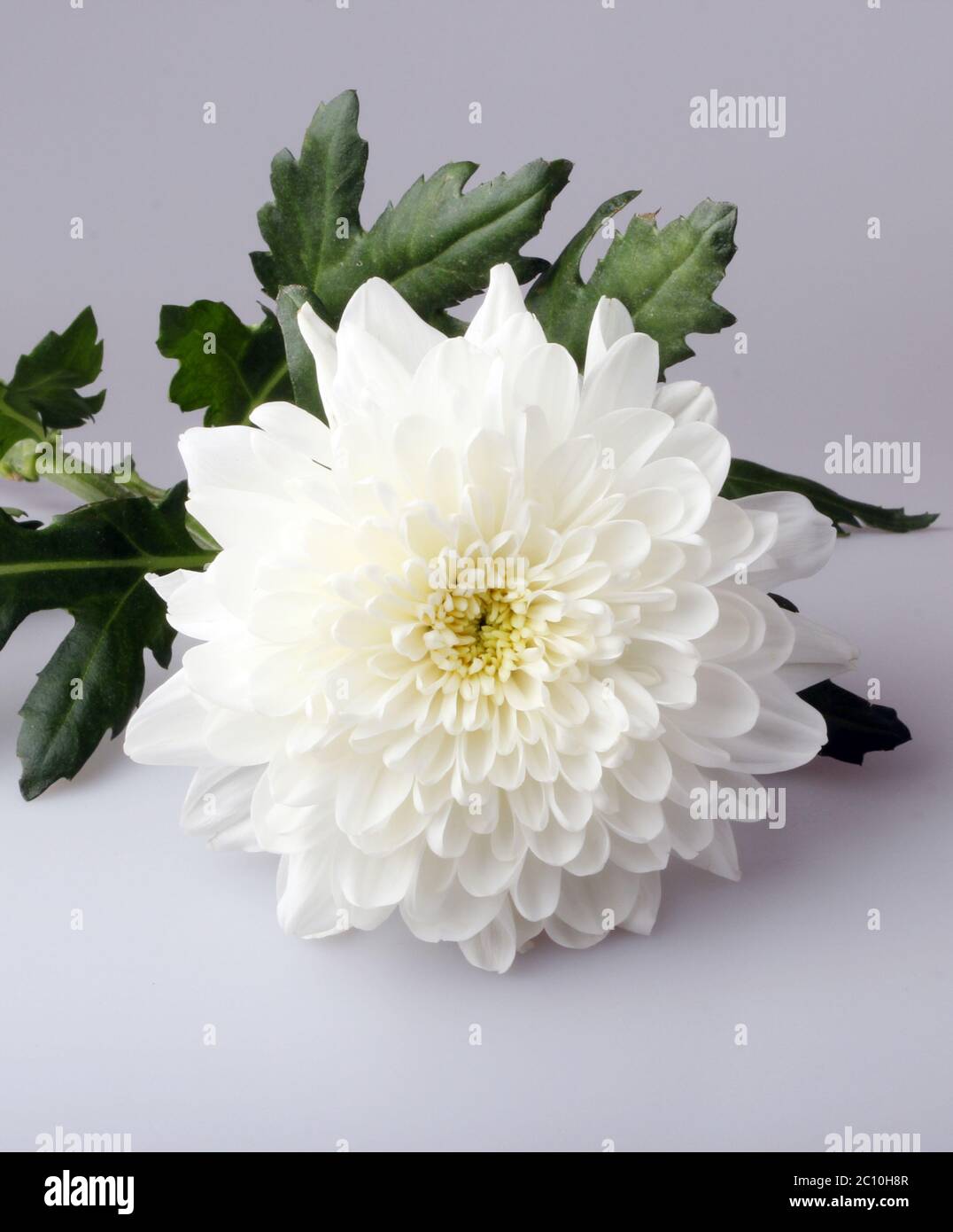 Flower one white chrysanthemum Stock Photo - Alamy