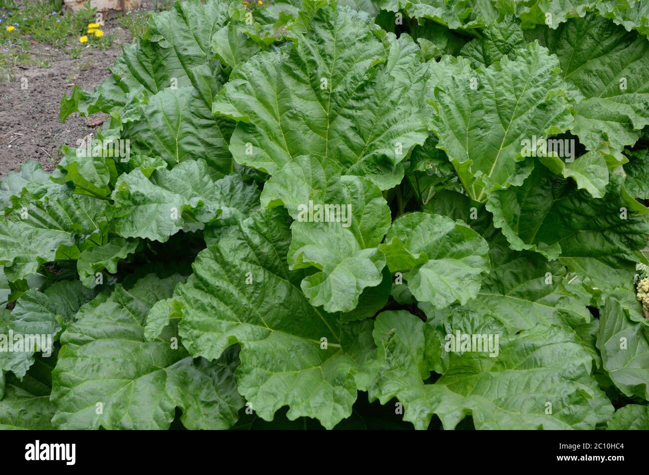 Rhubarb Leaves,Rheum, April; England; UK Stock Photo - Alamy