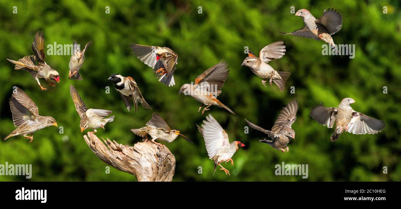 garden bird interaction Stock Photo - Alamy