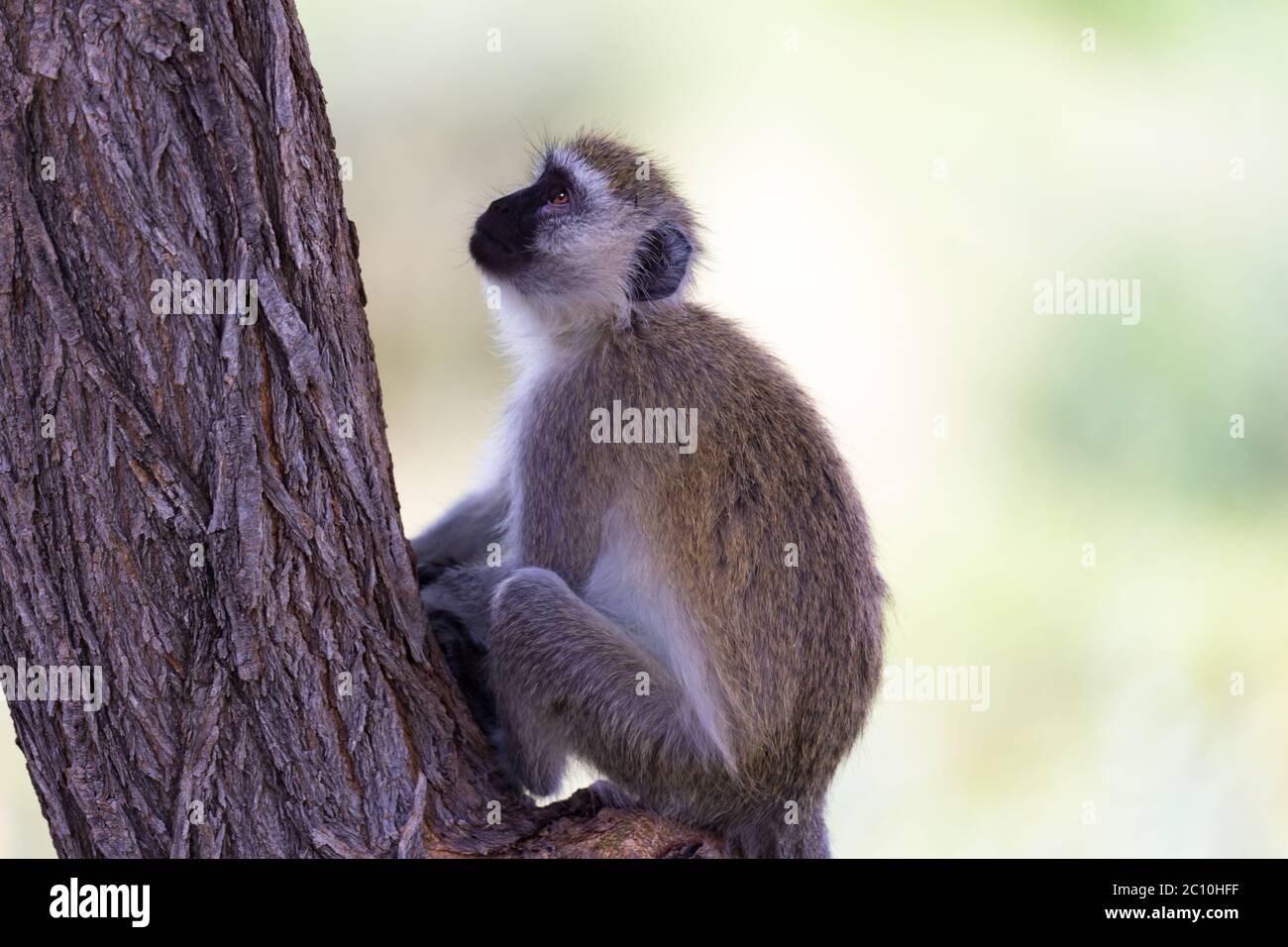 One monkey with a black face sits on a tree Stock Photo - Alamy