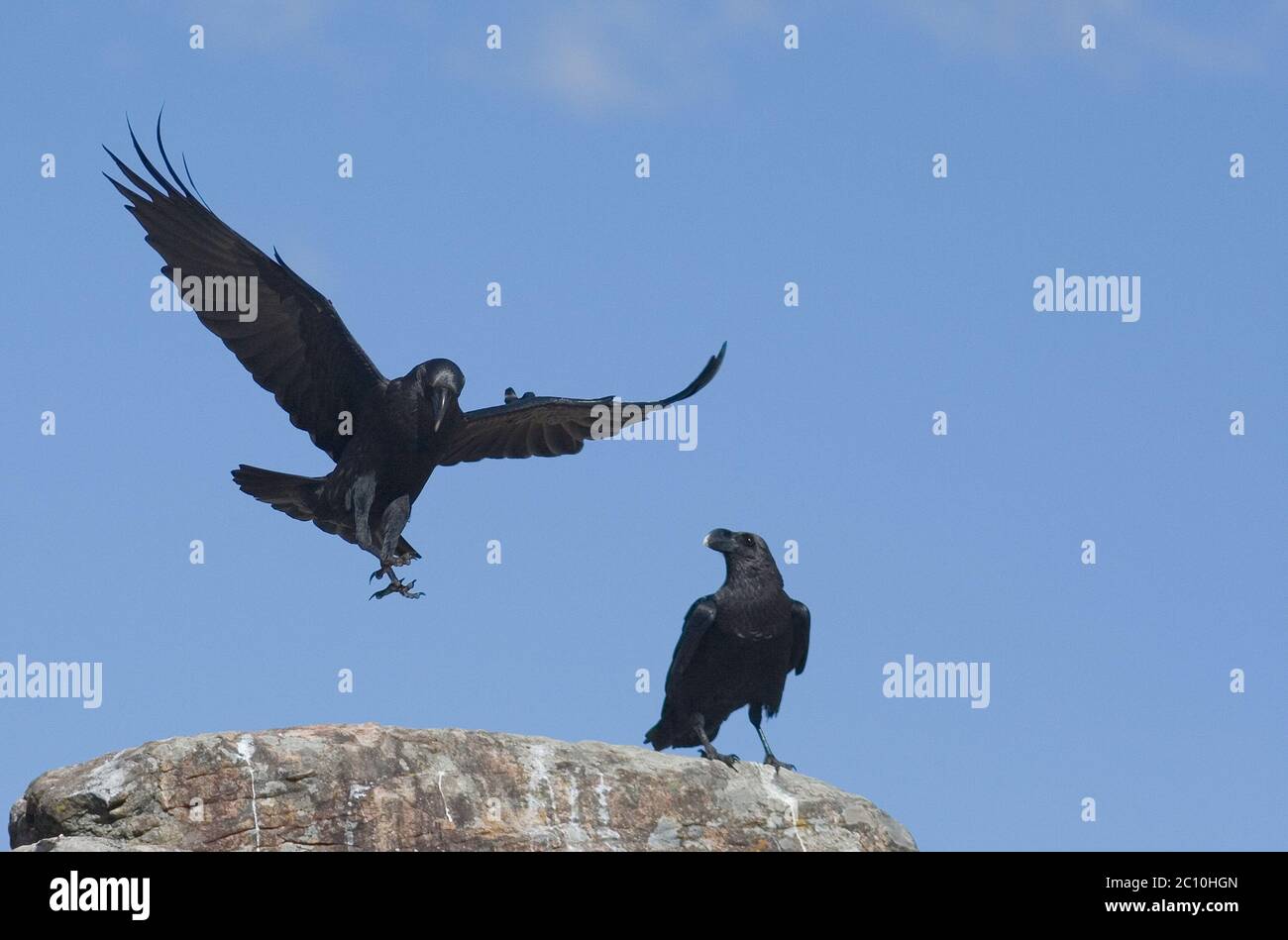 crow in flight Stock Photo - Alamy