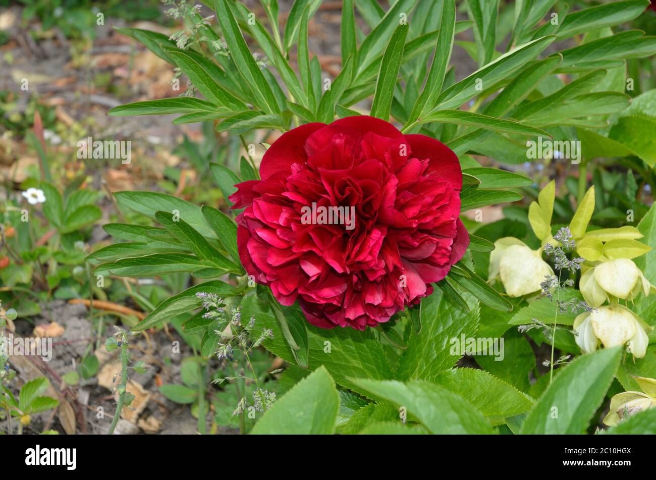 Red Peony + Leaves Stock Photo - Alamy