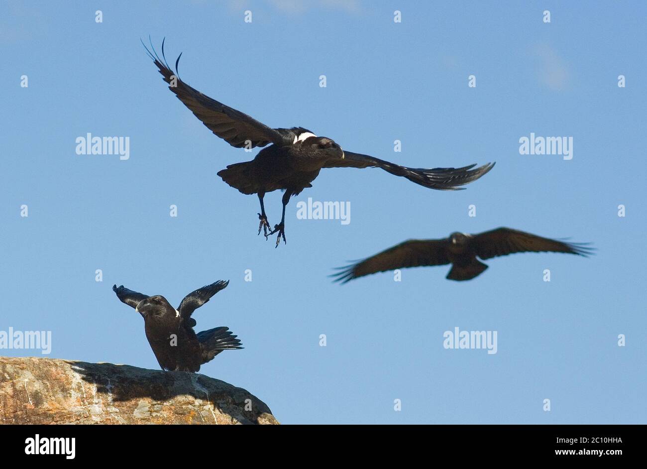crow in flight Stock Photo - Alamy