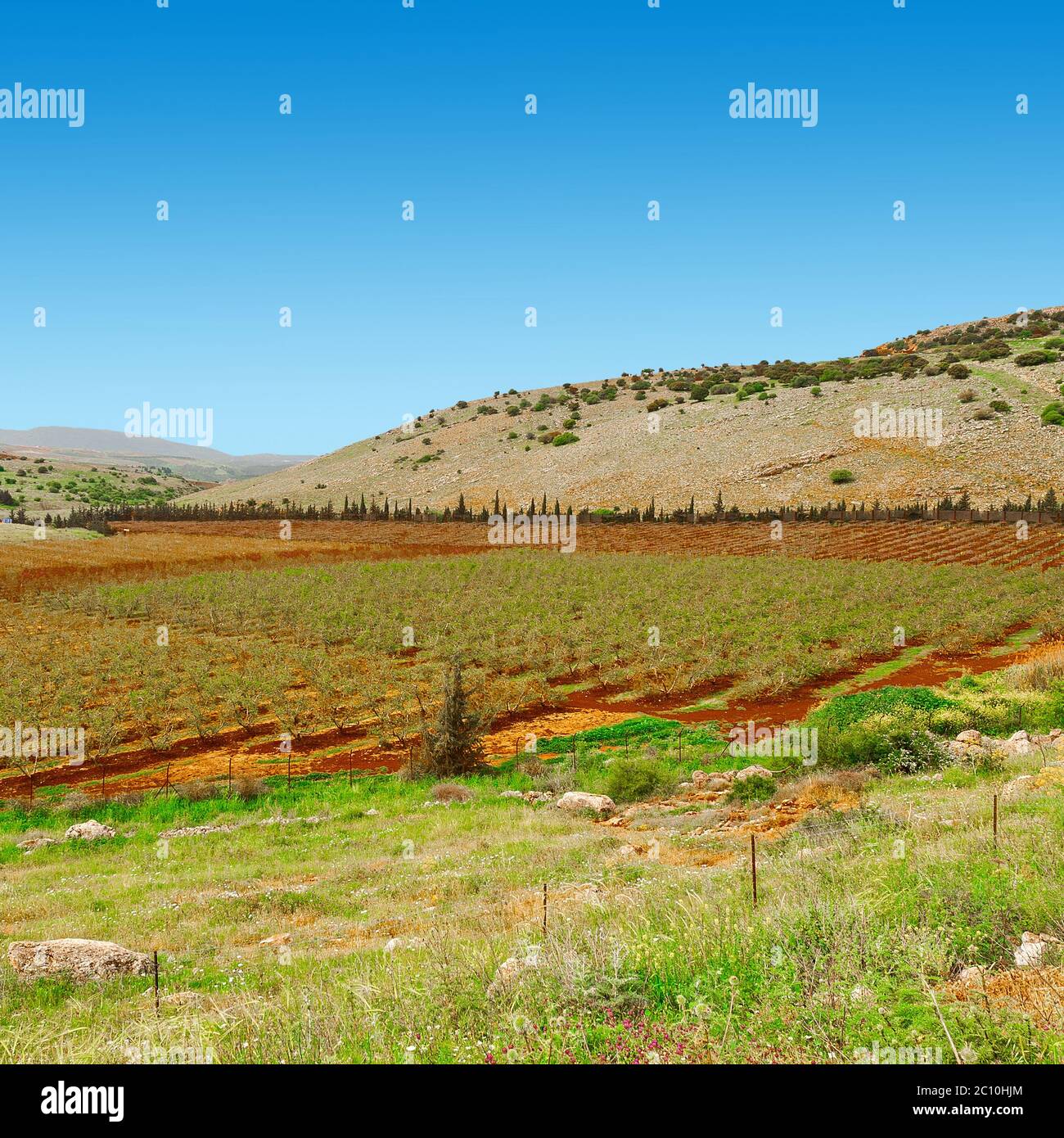 Israel galilee olive tree hi-res stock photography and images - Alamy