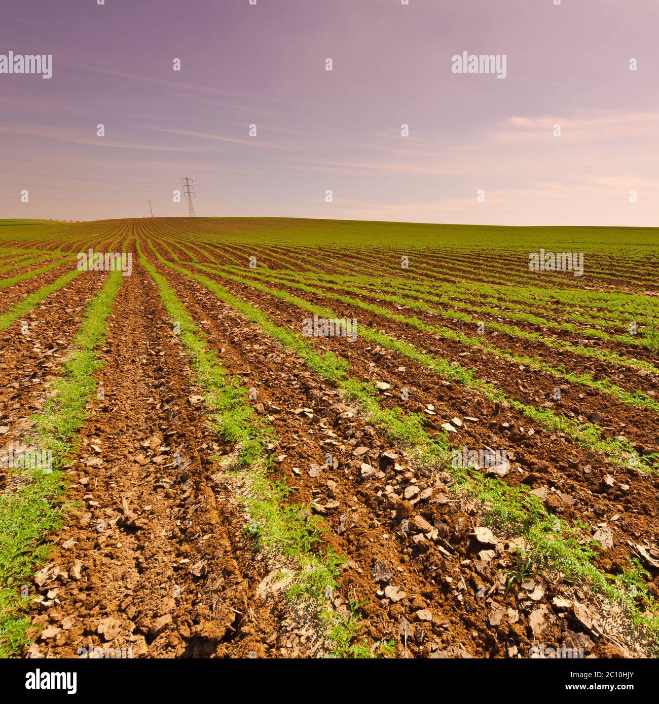 Carrots with mud hi-res stock photography and images - Alamy