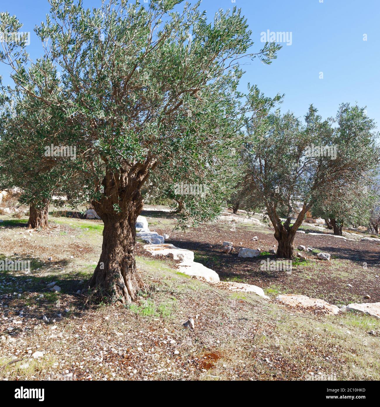 Grove terrace hi-res stock photography and images - Alamy