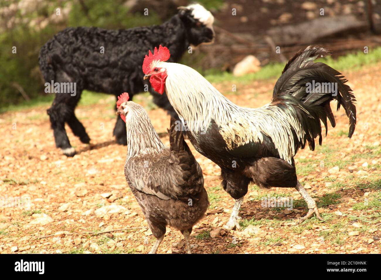 Free range chickens and roosters. Goat Stock Photo - Alamy