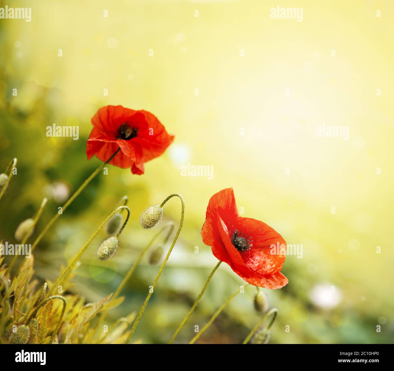 Green agriculture poppy hi-res stock photography and images - Alamy