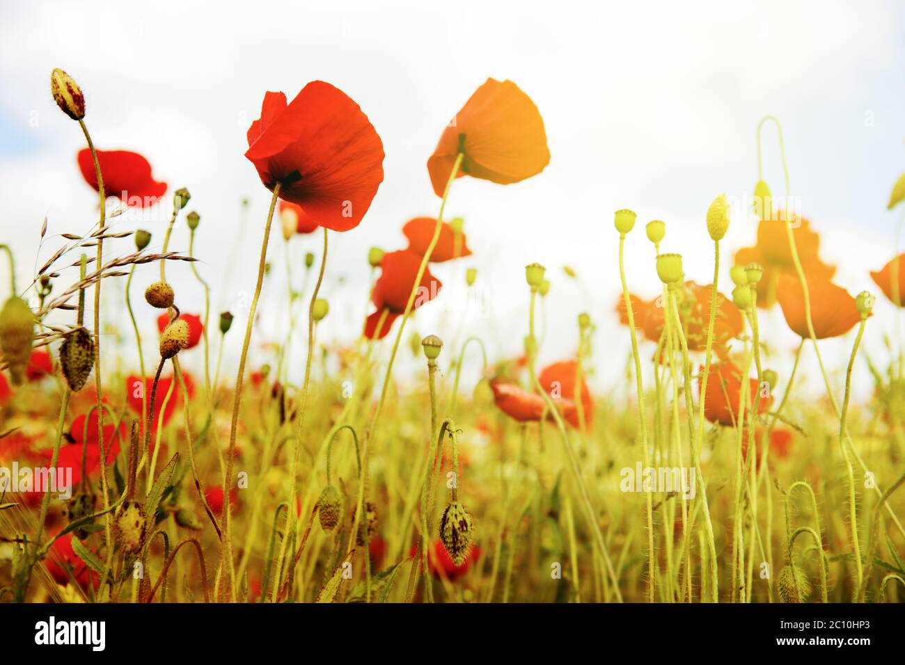 Poppies field in rays sun Stock Photo - Alamy