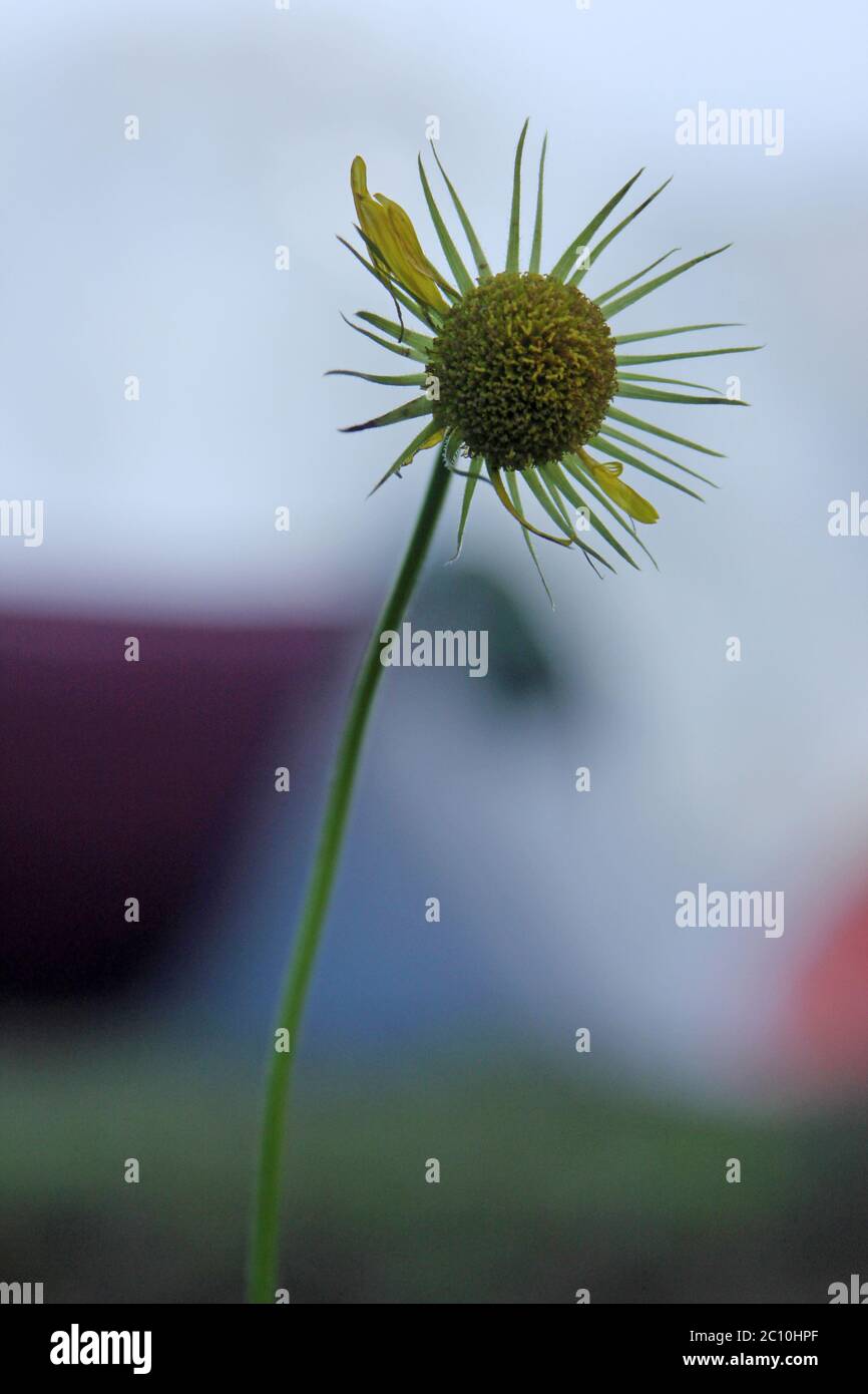 Button eye rose hi-res stock photography and images - Alamy