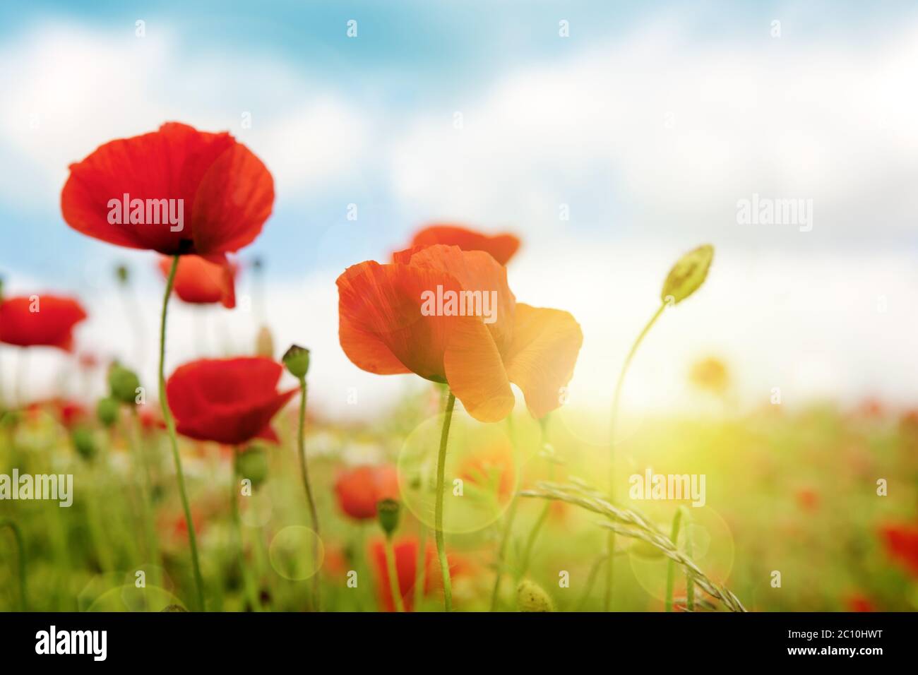 Sun rays field hi-res stock photography and images - Alamy