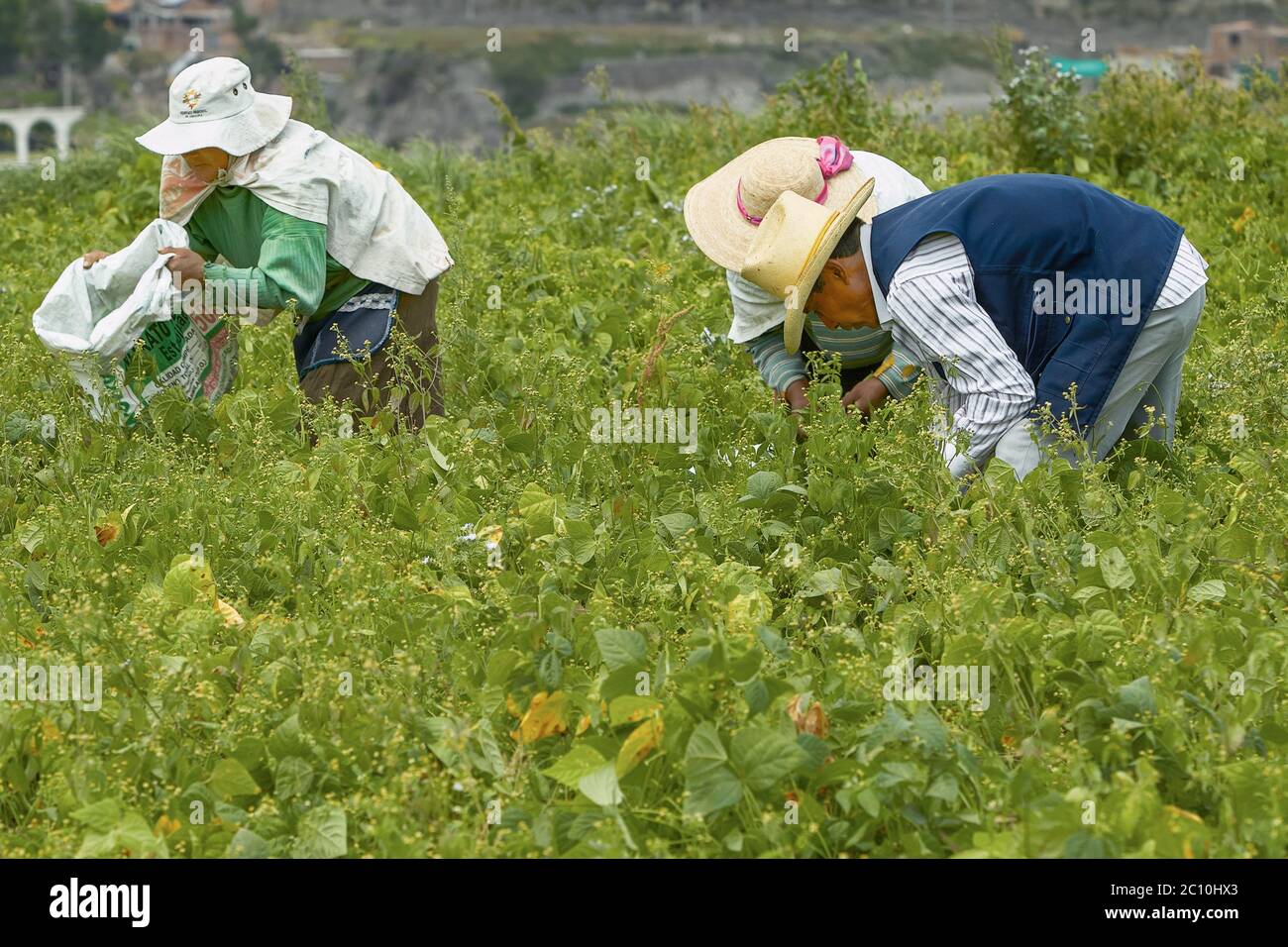 Inca people working hi-res stock photography and images - Alamy