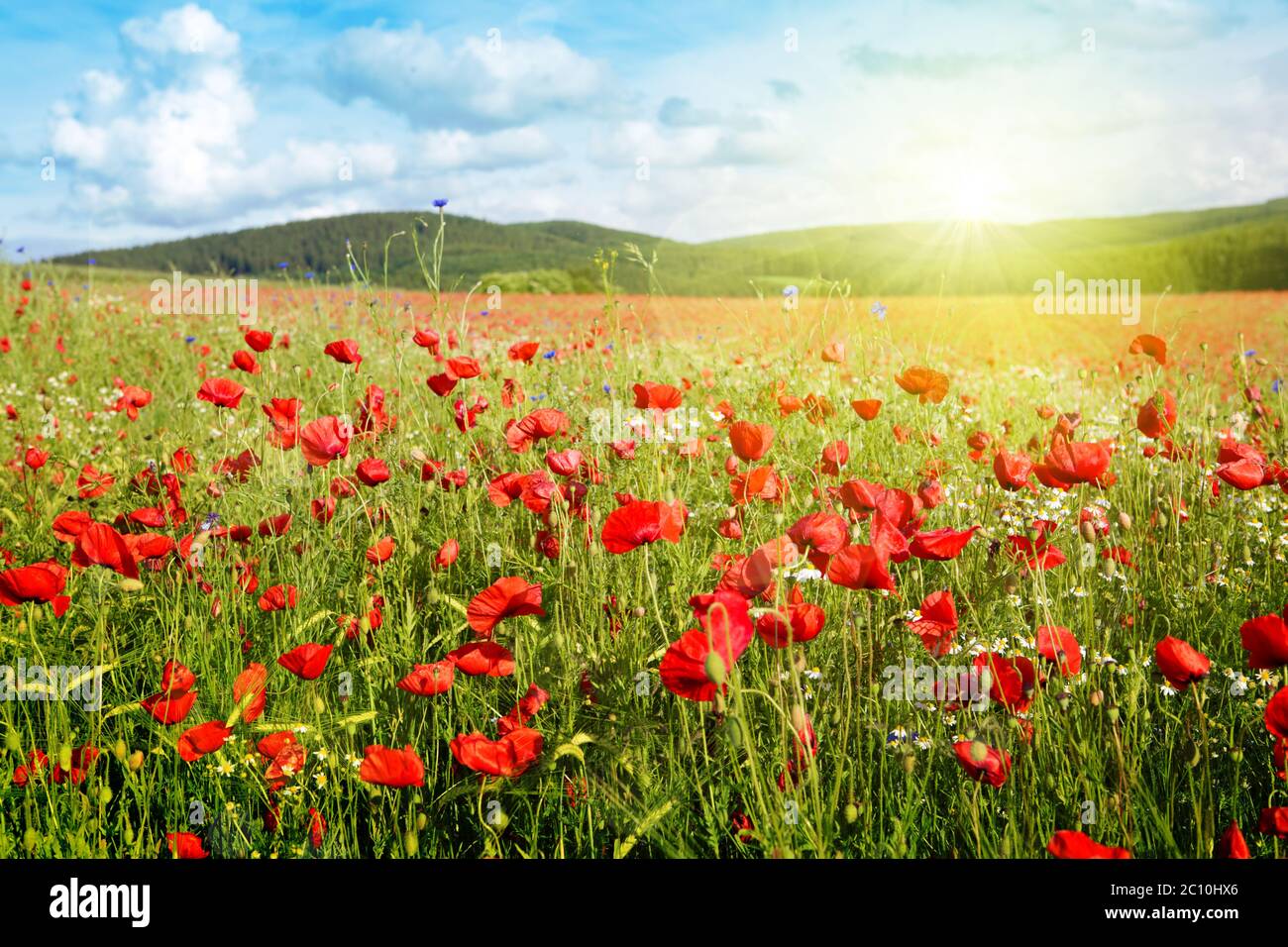 Sun rays field background hi-res stock photography and images - Alamy